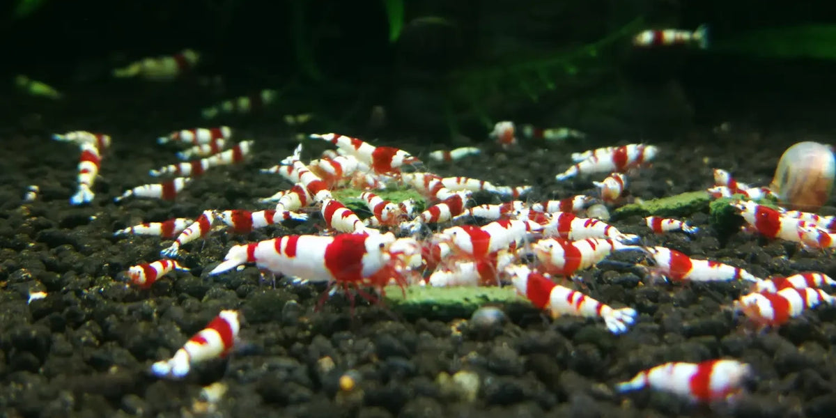 Crystal Shrimp Tank Setup Guide — Topick Aquarium