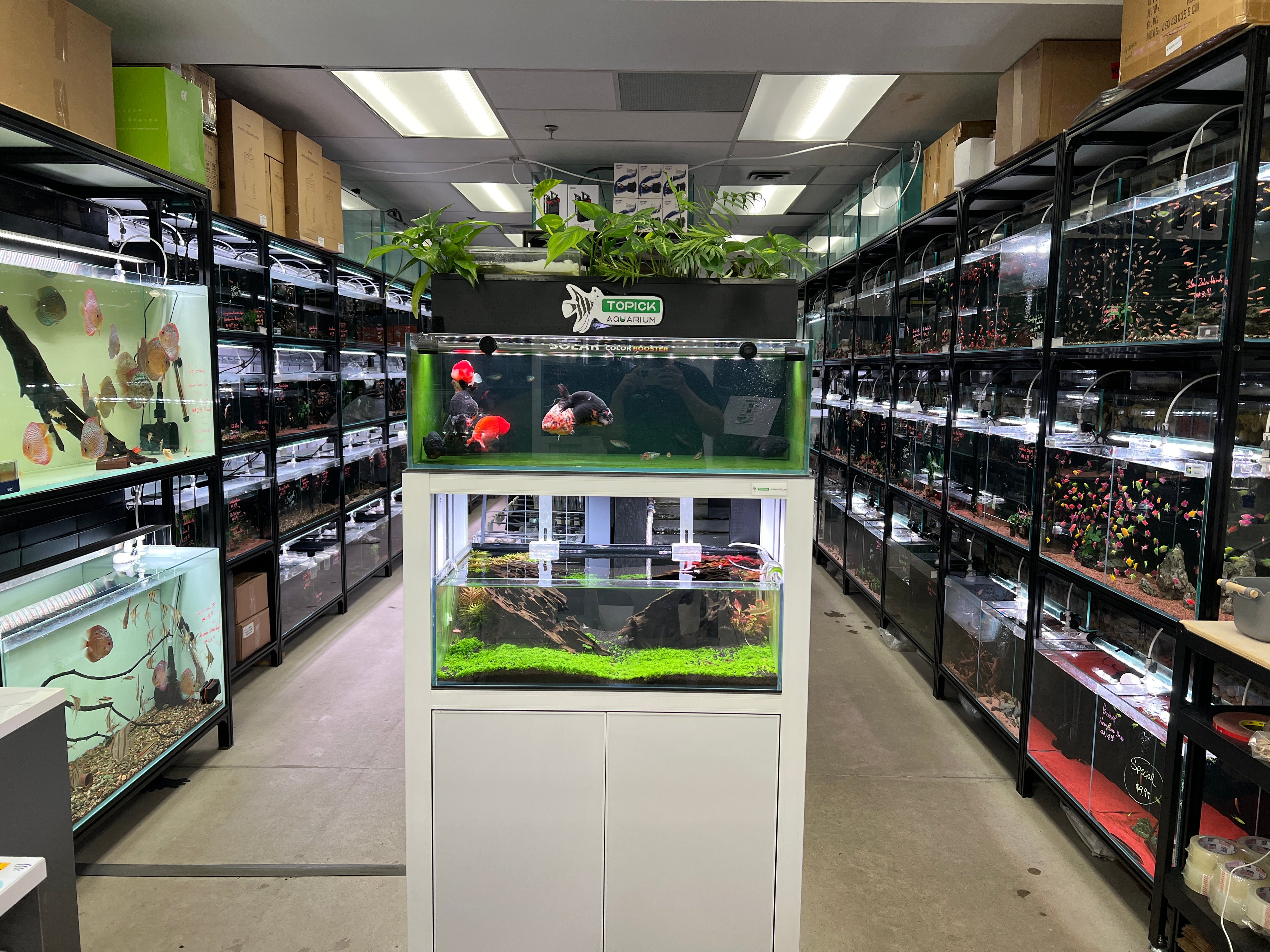 Topick Aquarium | Premium Live Fish & Shrimp in Canada