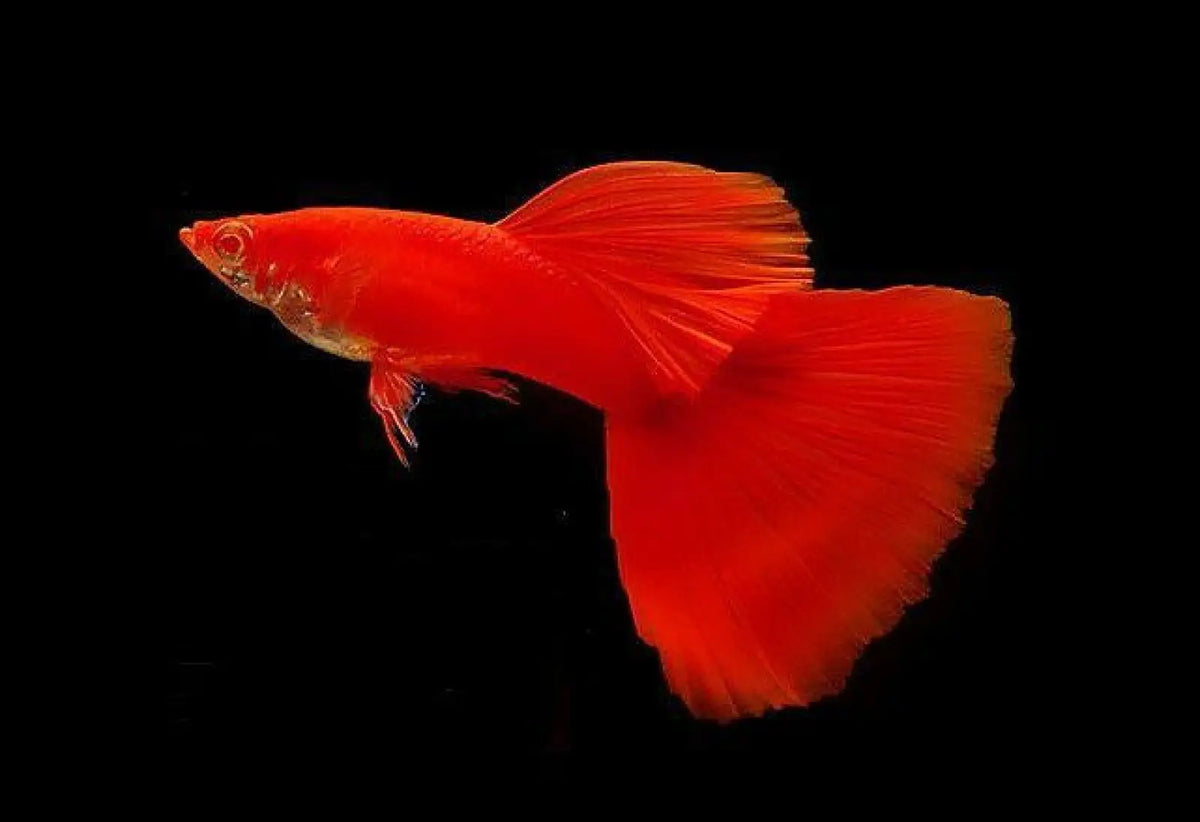 Topick Aquarium - Albino Full Red Guppy
