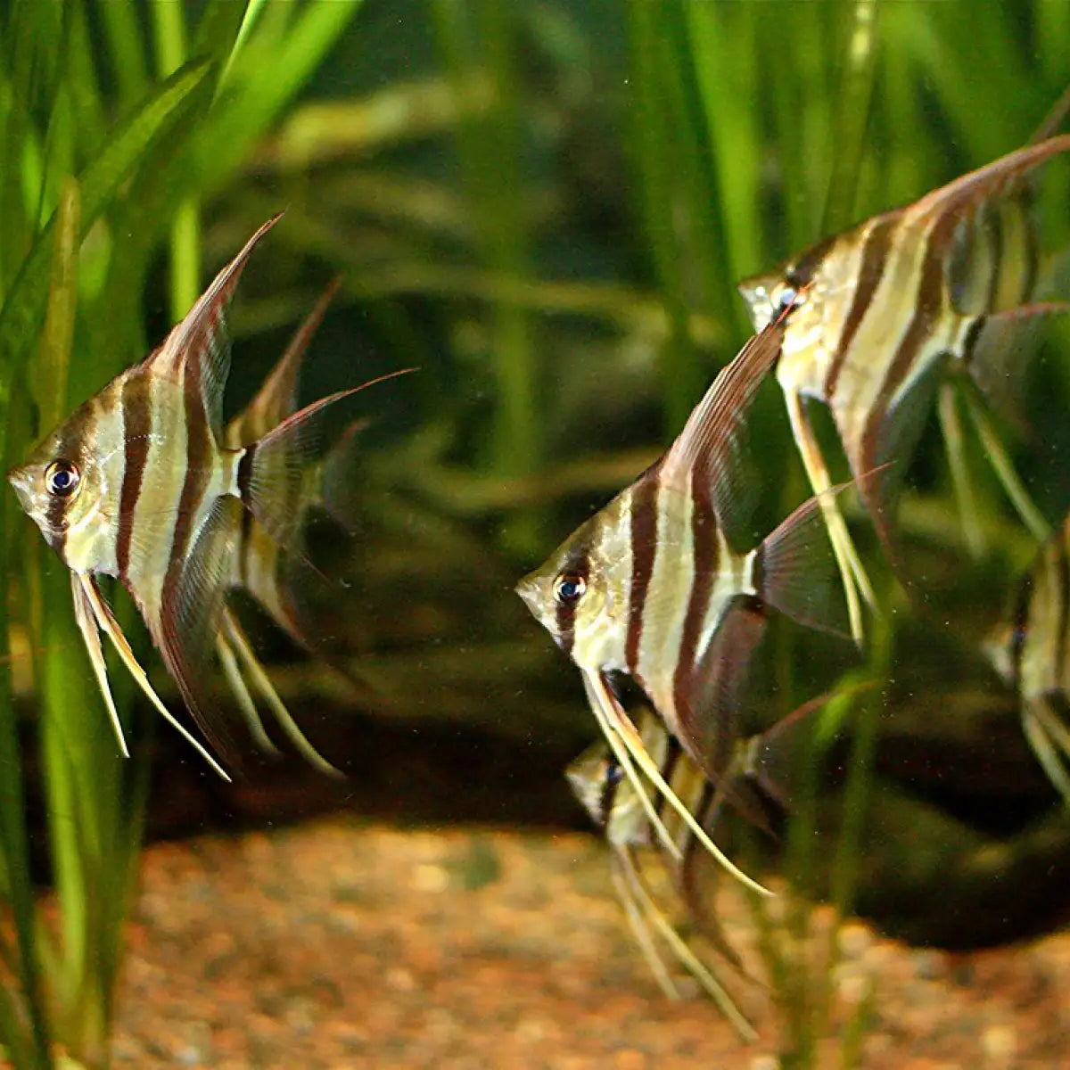 Topick Aquarium - Altum Angelfish