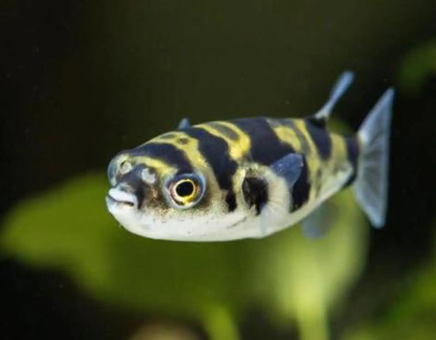 Topick Aquarium - Amazon Puffer Fish