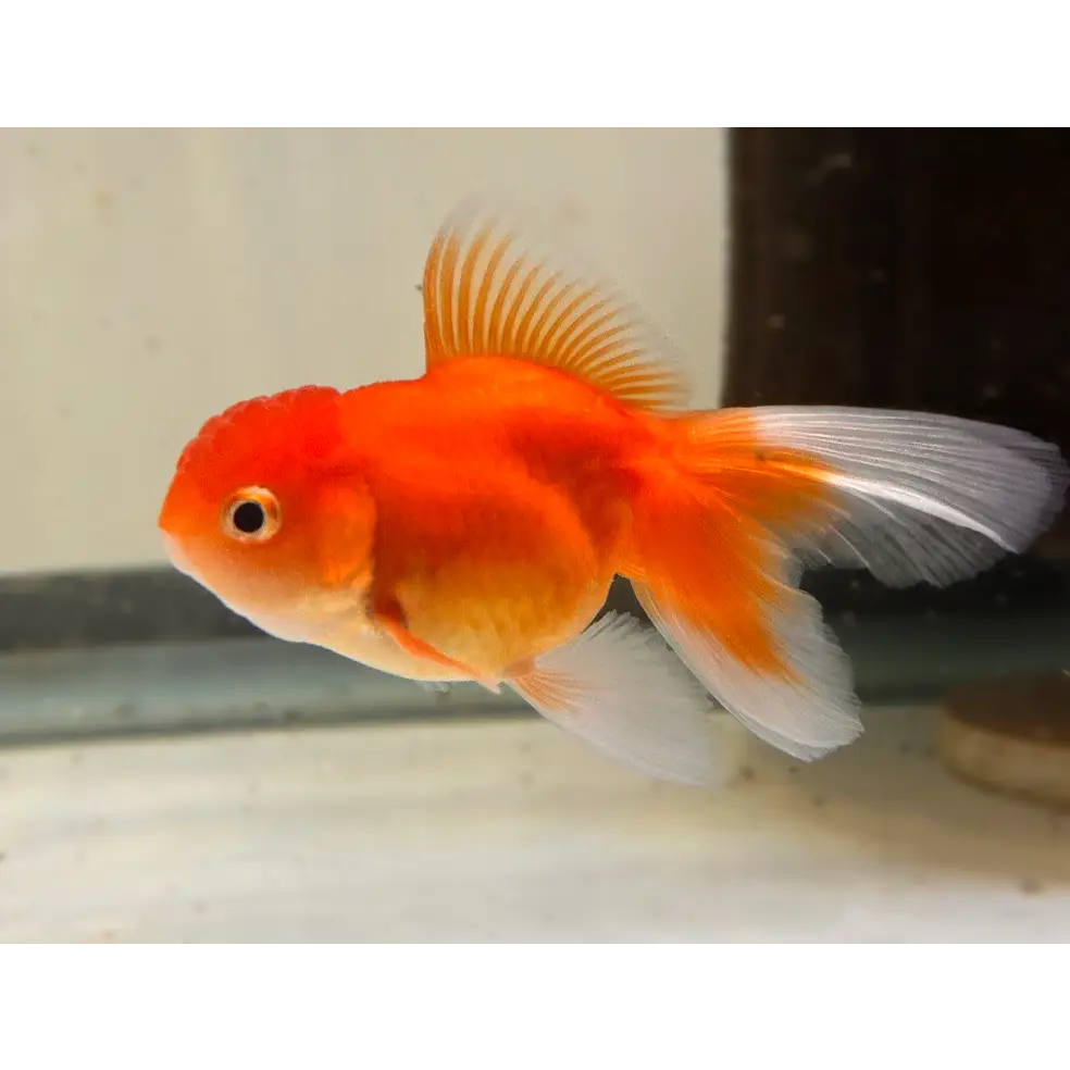 Topick Aquarium - Assorted Oranda
