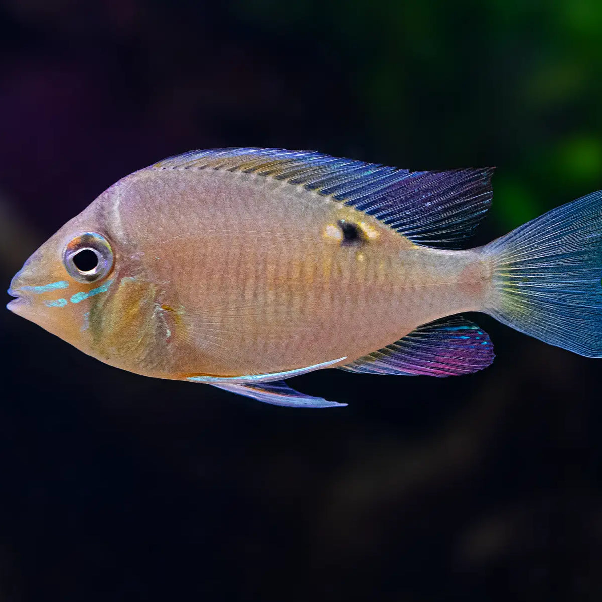 Topick Aquarium - Biotodoma Cupido Cichlid