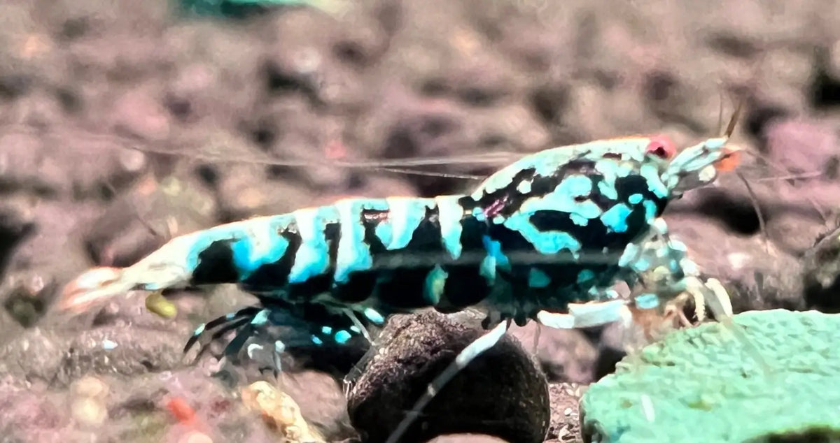 Topick Aquarium - Black Stars Galaxy Fishbone Shrimp