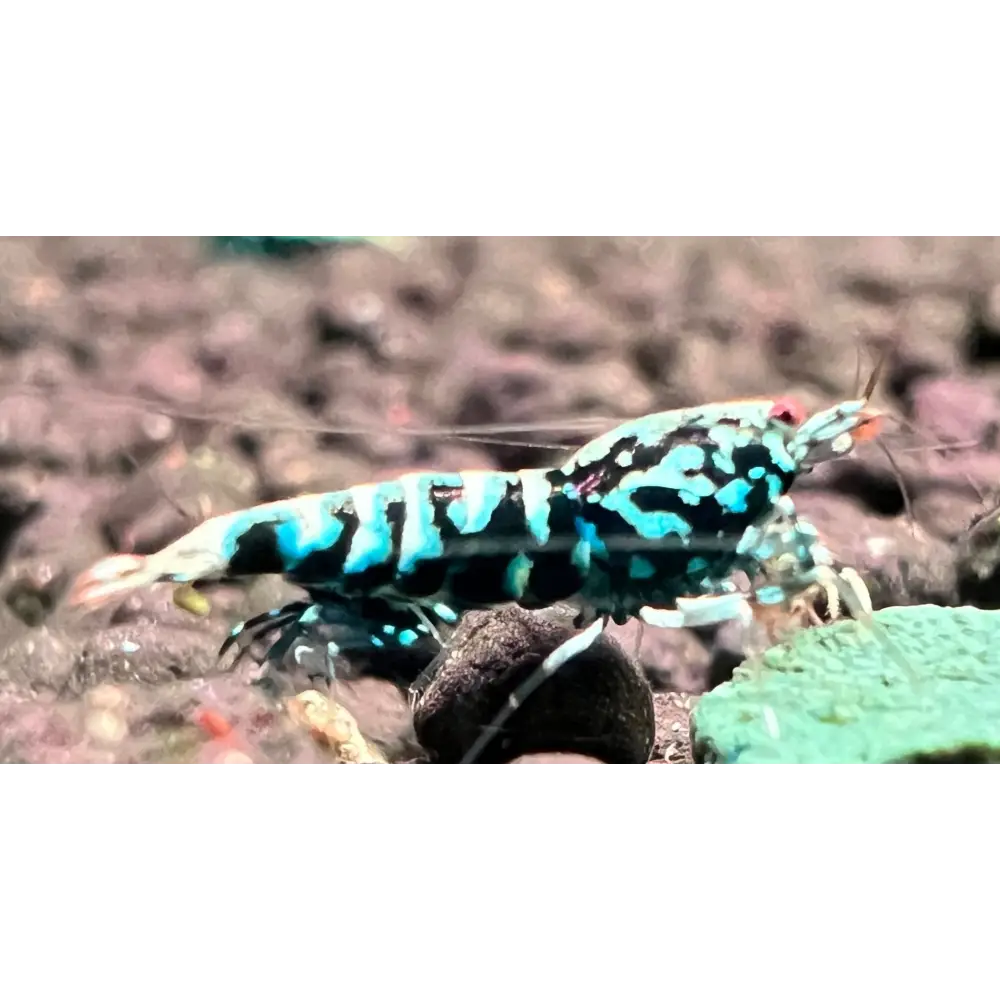 Topick Aquarium - Black Stars Galaxy Fishbone Shrimp