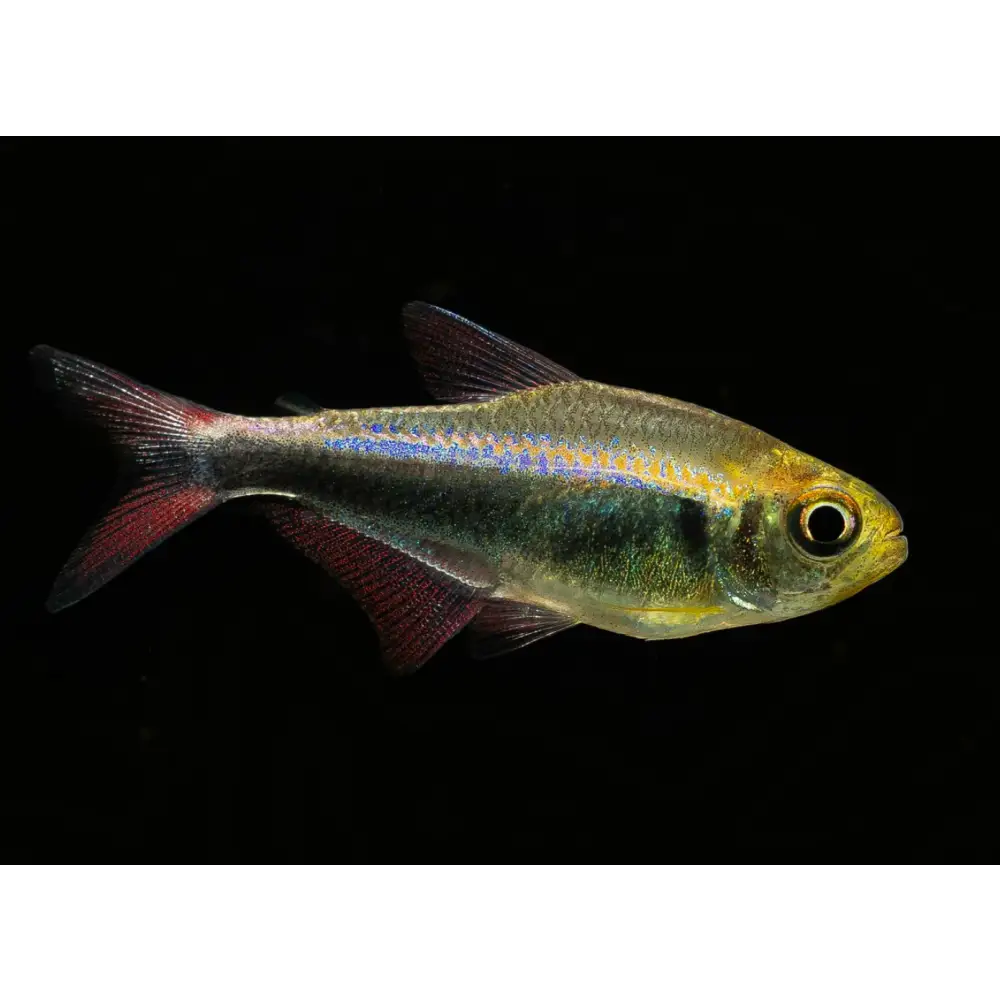Topick Aquarium - Bleeding Blue Tetra