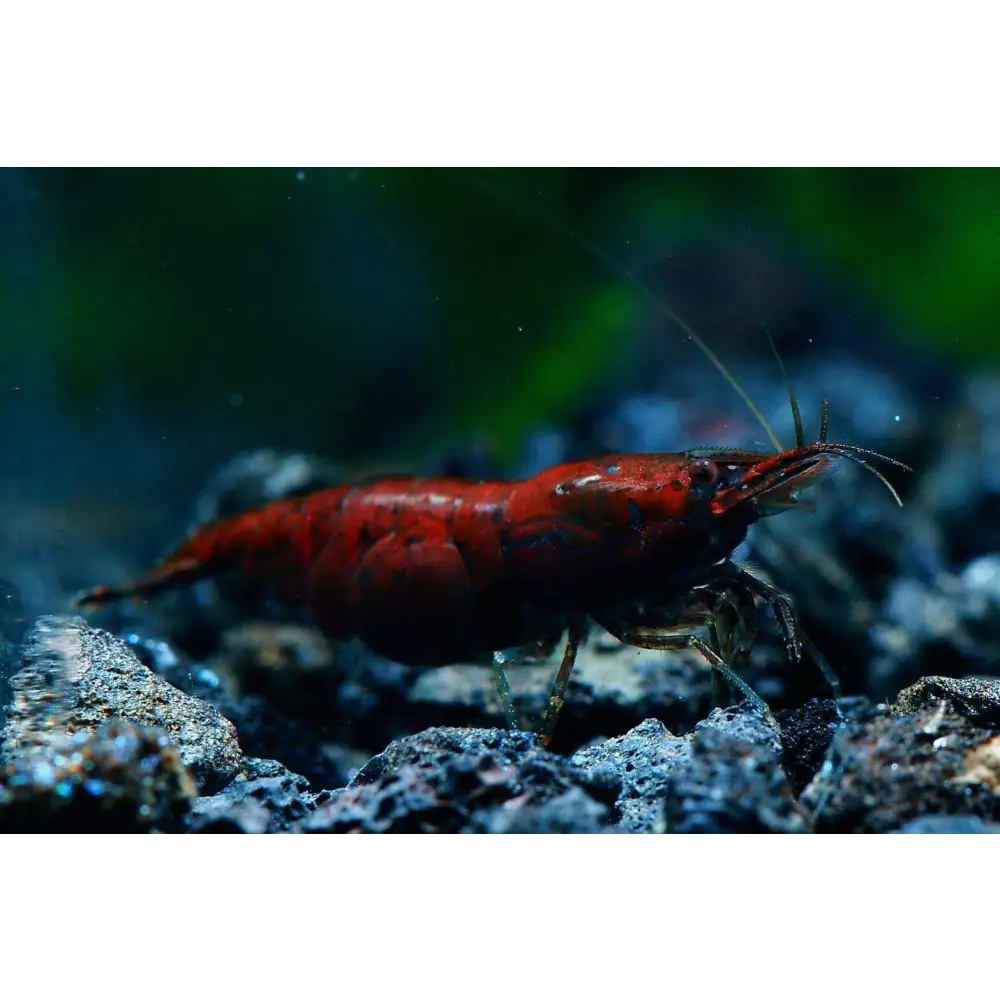 Topick Aquarium - Bloody Mary Shrimp