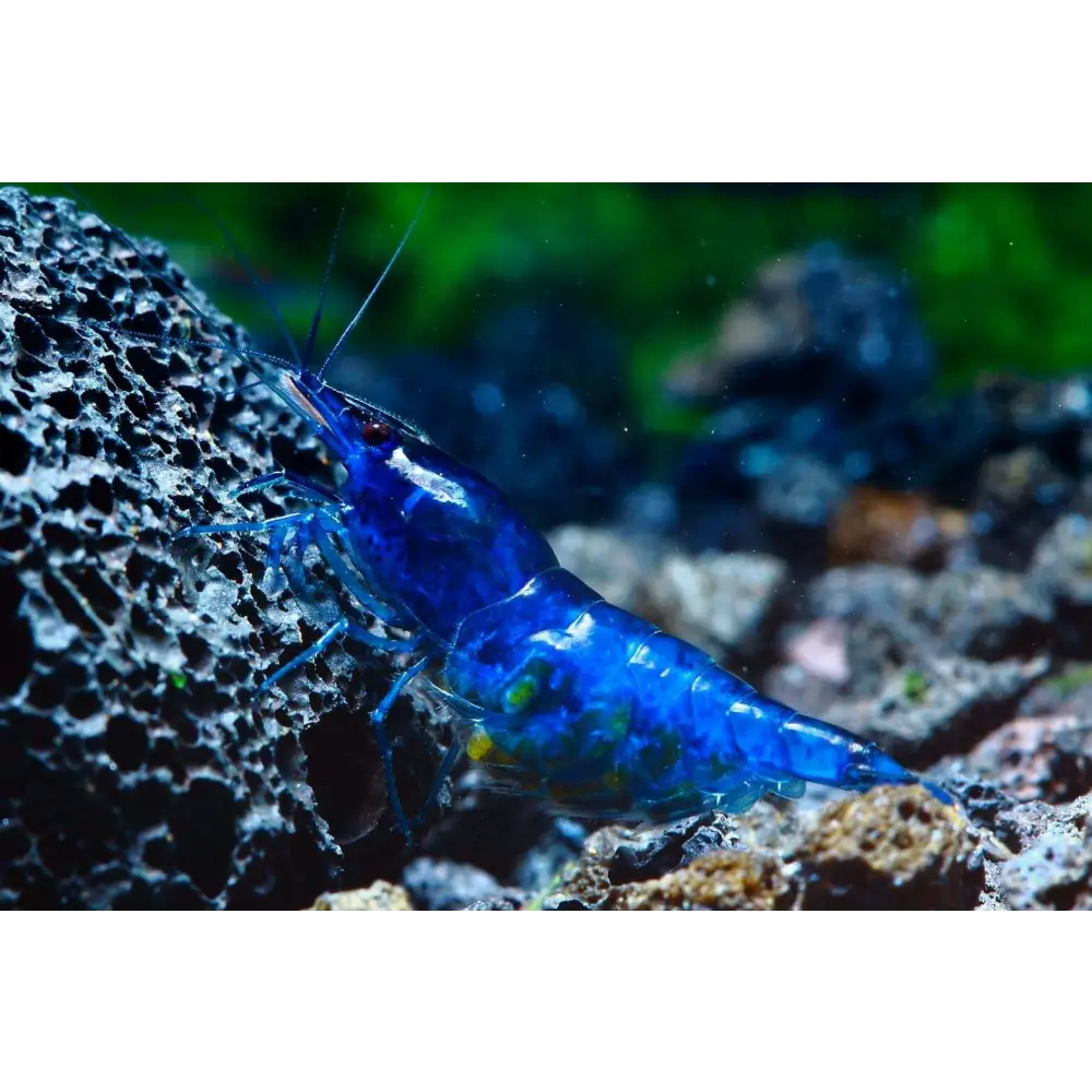 Topick Aquarium - Blue Diamond Shrimp