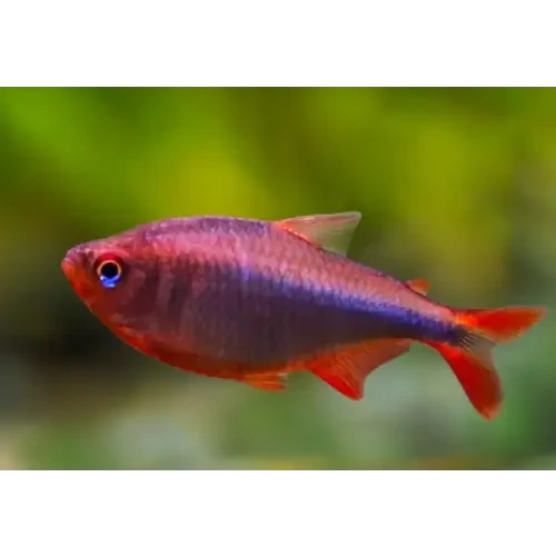 Topick Aquarium - Blueberry Tetra