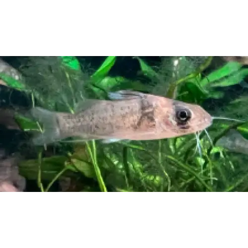 Topick Aquarium Brachyrhamdia Imitator