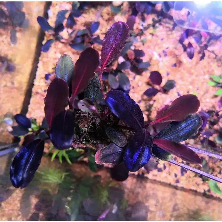 Topick Aquarium - Bucephalandra sp. ’Super Red’ [Submersed]