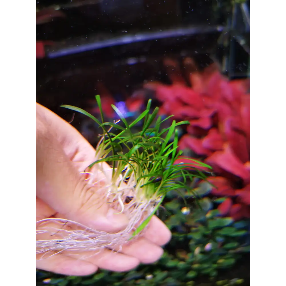 Topick Aquarium - Cryptocoryne sp. Parva Mini