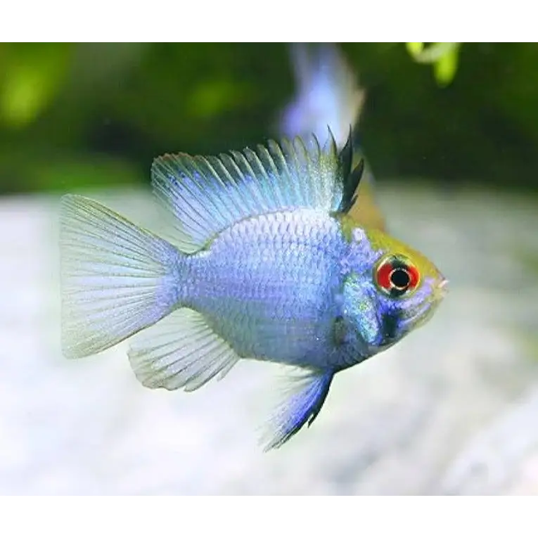 Topick Aquarium - Electric Blue Balloon Ram