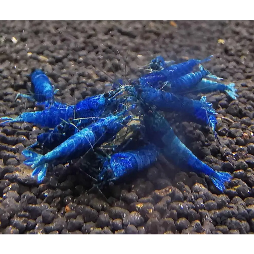 Topick Aquarium - Extreme Blue Bolt Shrimp