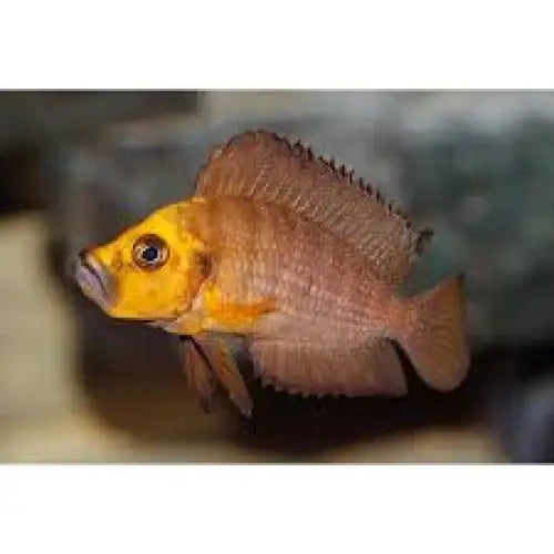 Topick Aquarium - Gold Head Calvus