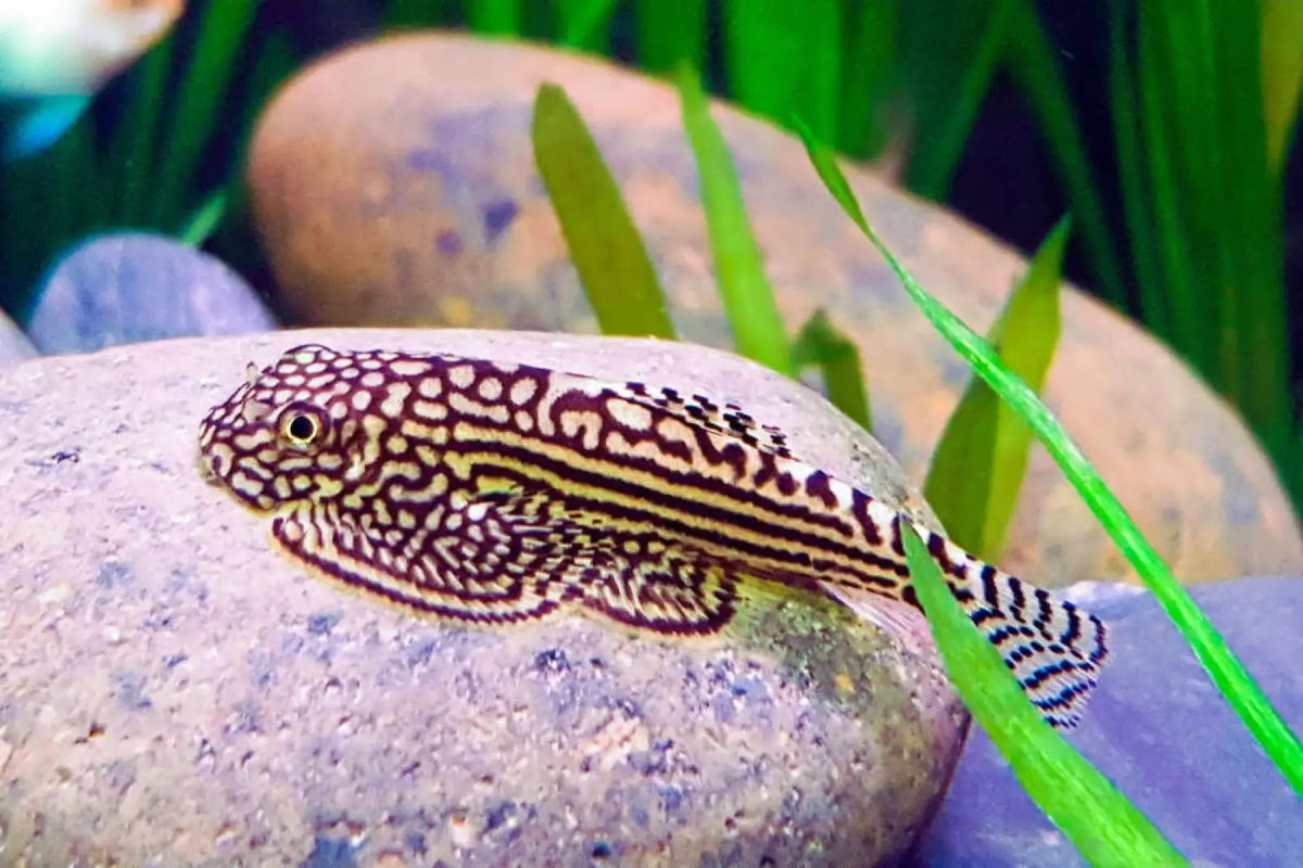 Topick Aquarium - Hillstream Loach