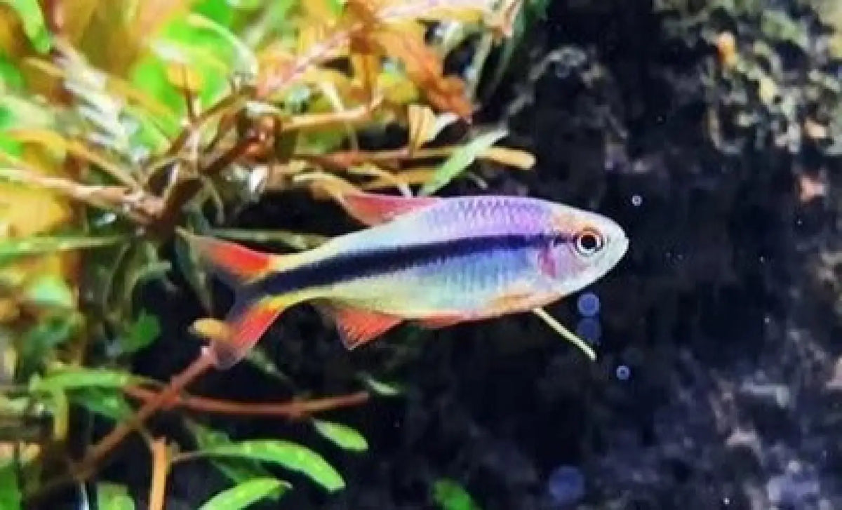 Topick Aquarium - Imperial Lapis Tetra