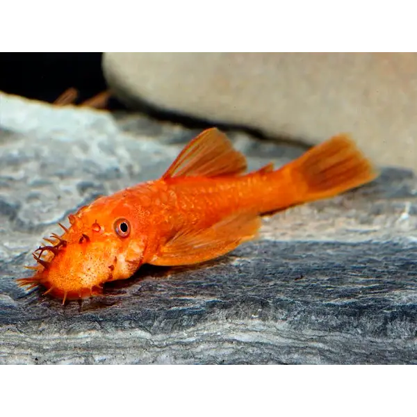 Topick Aquarium - L144 Super Red Bristlenose Pleco