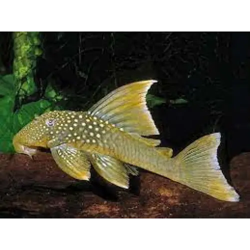 Topick Aquarium L200a High fin Green Phantom Pleco