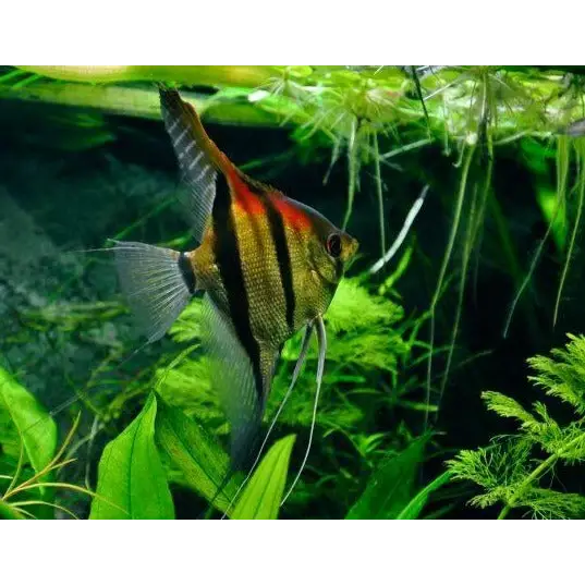 Topick Aquarium - Manacapuru Red Back Angel