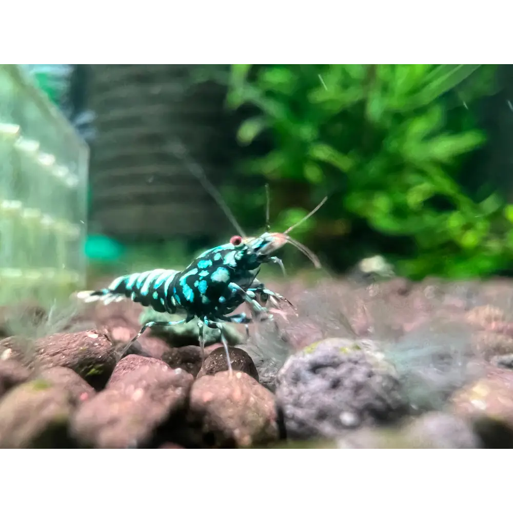 Topick Aquarium - Metallic Blue BOA Shrimp