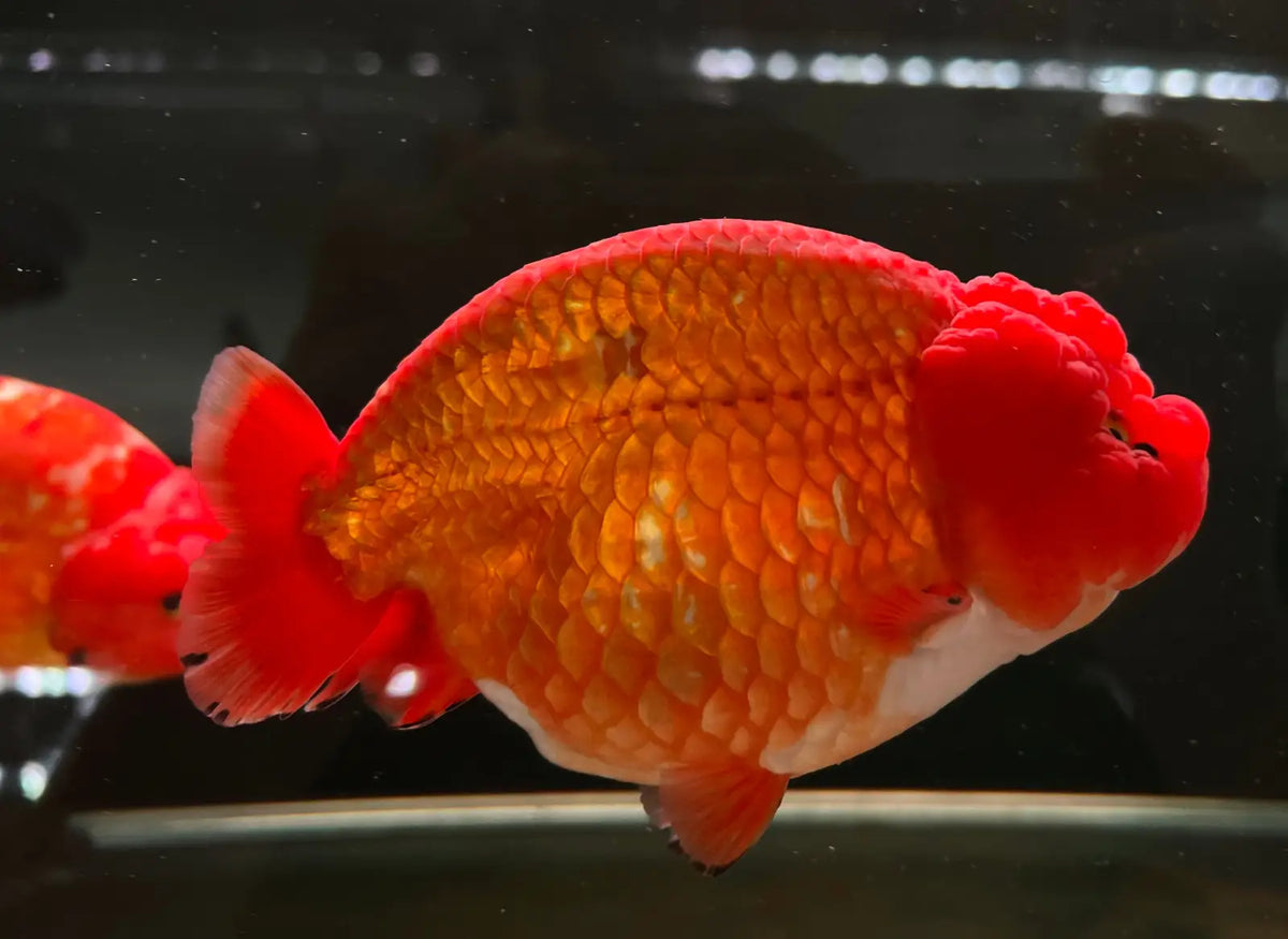 Topick Aquarium - Pan Farm Ranchu