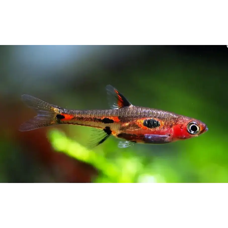 Topick Aquarium - Phoenix Rasbora