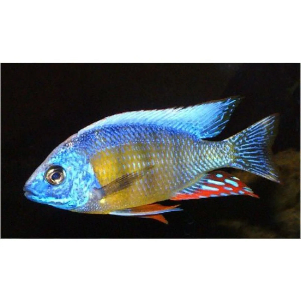 Topick Aquarium - Protomelas Steveni 'Taiwan Reef'
