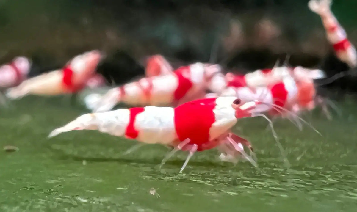 Topick Aquarium - Pure Red Line (PRL) Shrimp - Advanced