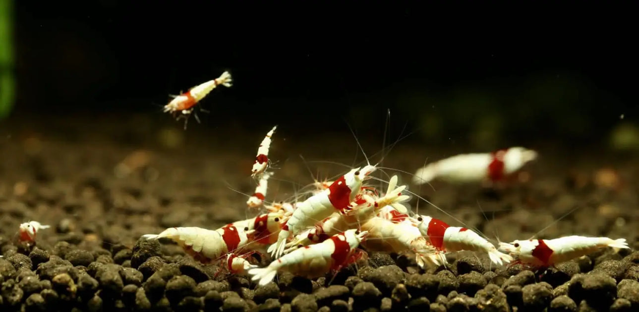 Topick Aquarium - Pure Red Line (PRL) Shrimp - SSS