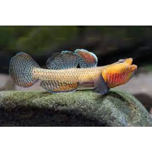 Topick Aquarium - Rhinogobius 'Yellow Cheek'