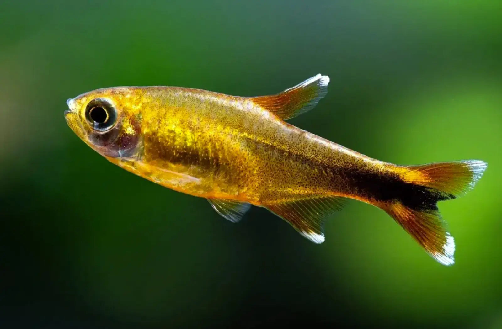 Silver Tip Tetra Aquarium Fish Silver Tipped Tetra Our Beautiful Wall