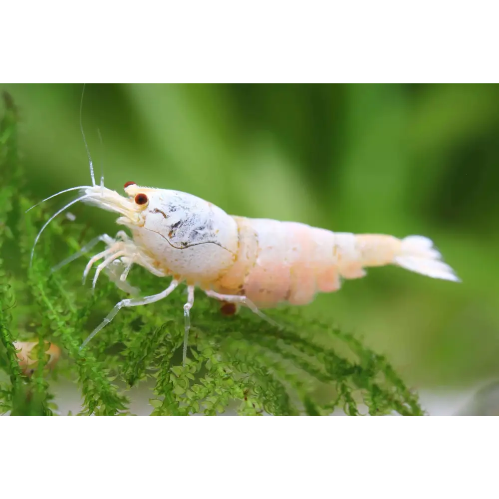 Topick Aquarium - Snow White Bee Shrimp