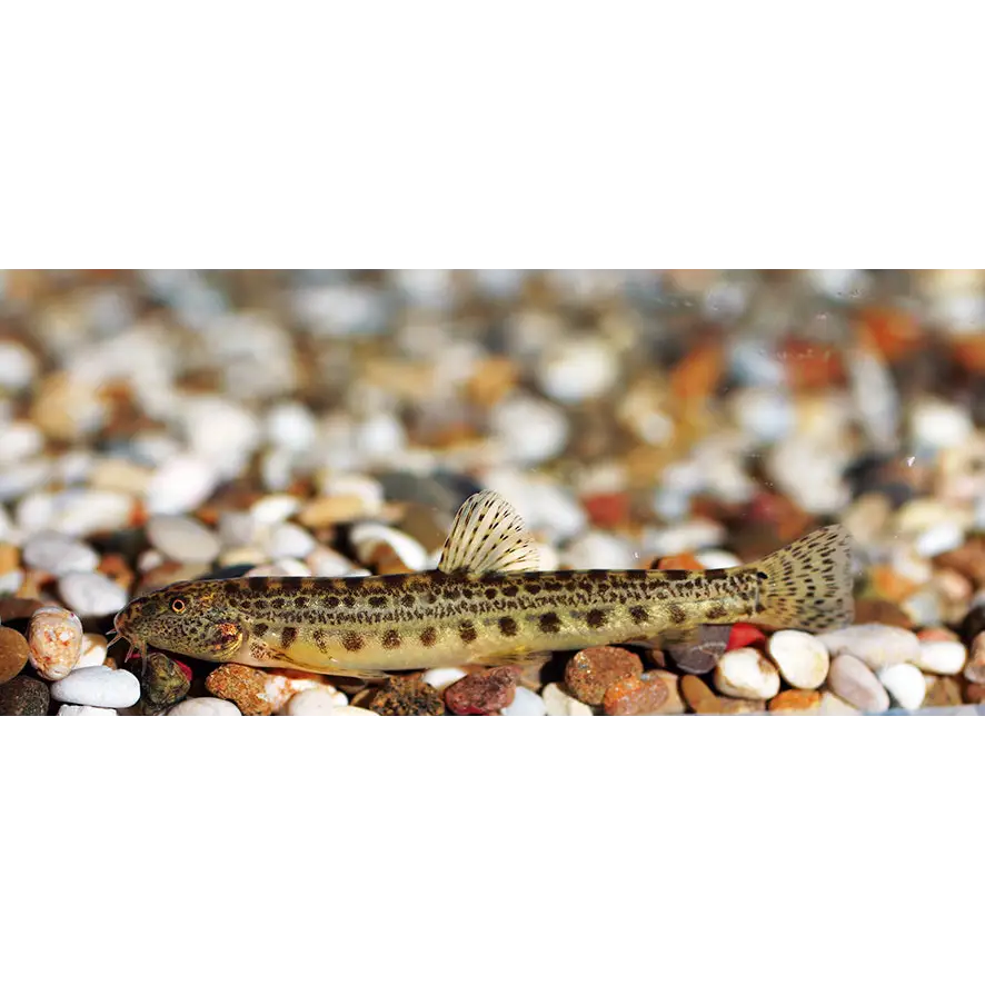 Topick Aquarium - Spiny Loach