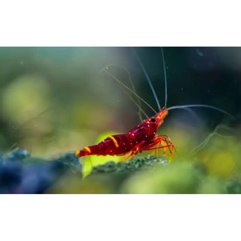 Topick Aquarium - Sulawesi Yellow Cheek Shrimp