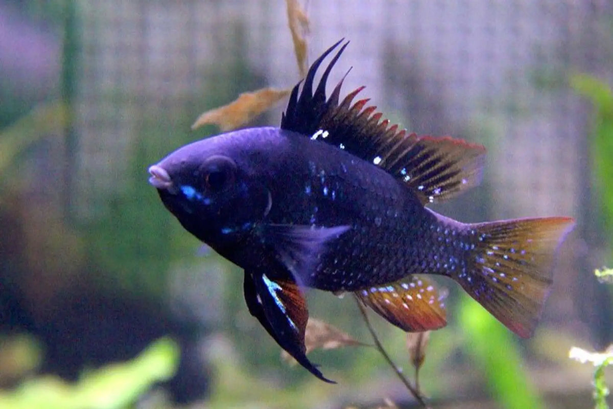 Topick Aquarium - Super Darknight Ram