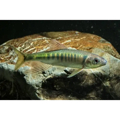 Topick Aquarium Zacco Pachycephalus