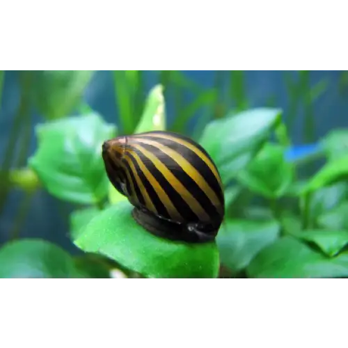 Topick Aquarium - Zebra Stripe Snail